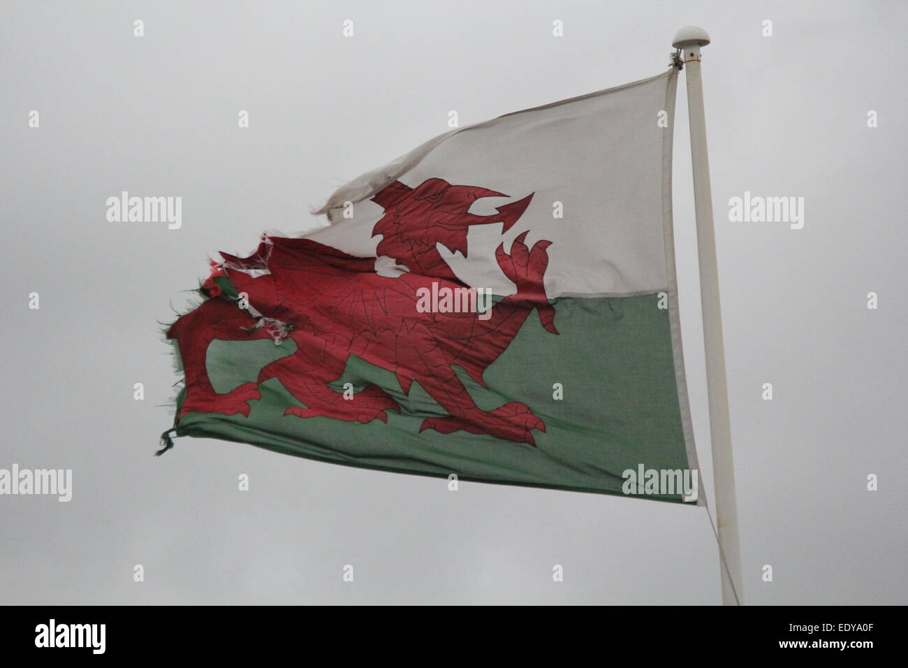The national flag of Wales boldly flies high after being battered by ...