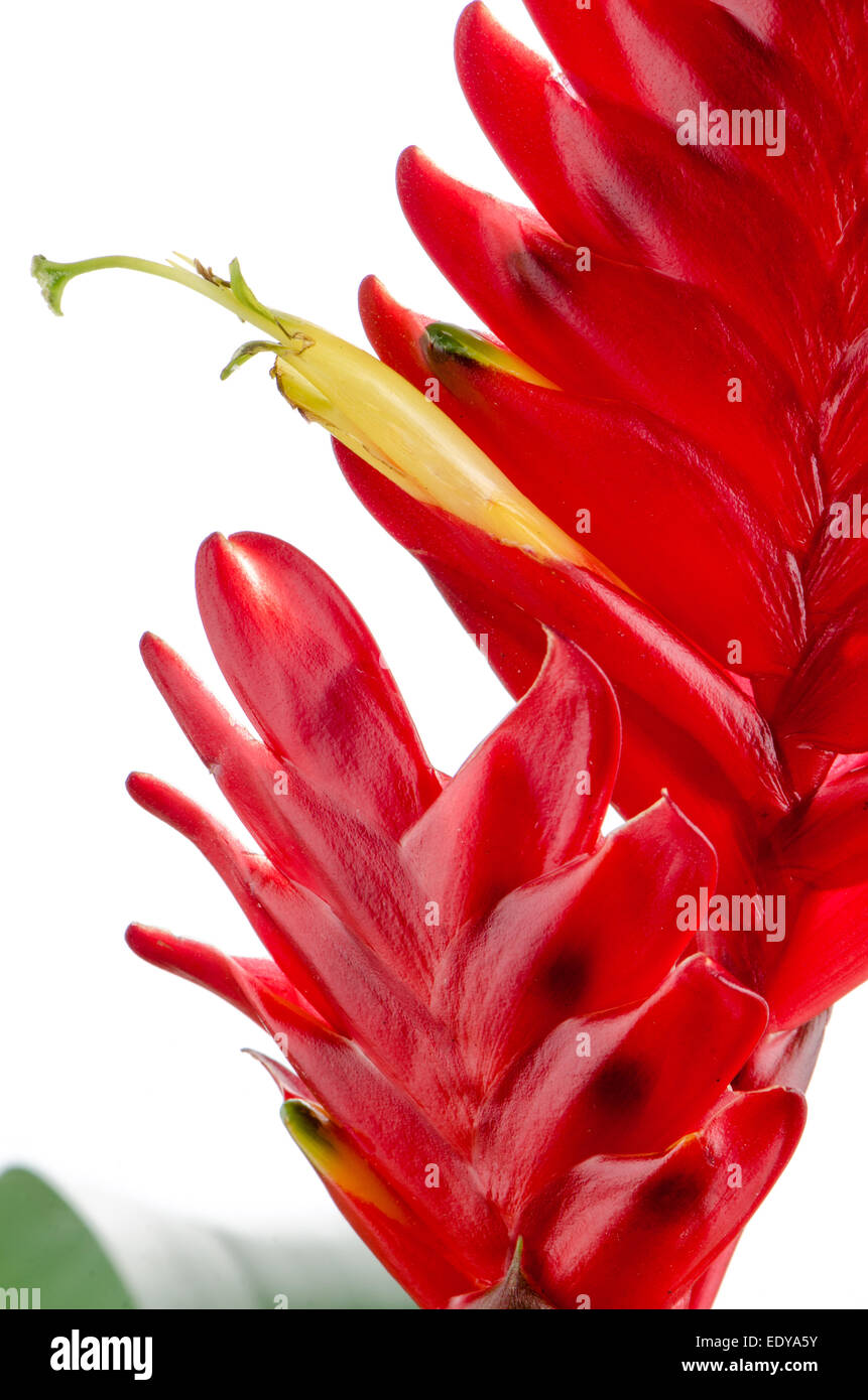 Red bromelia flower on white background Stock Photo - Alamy