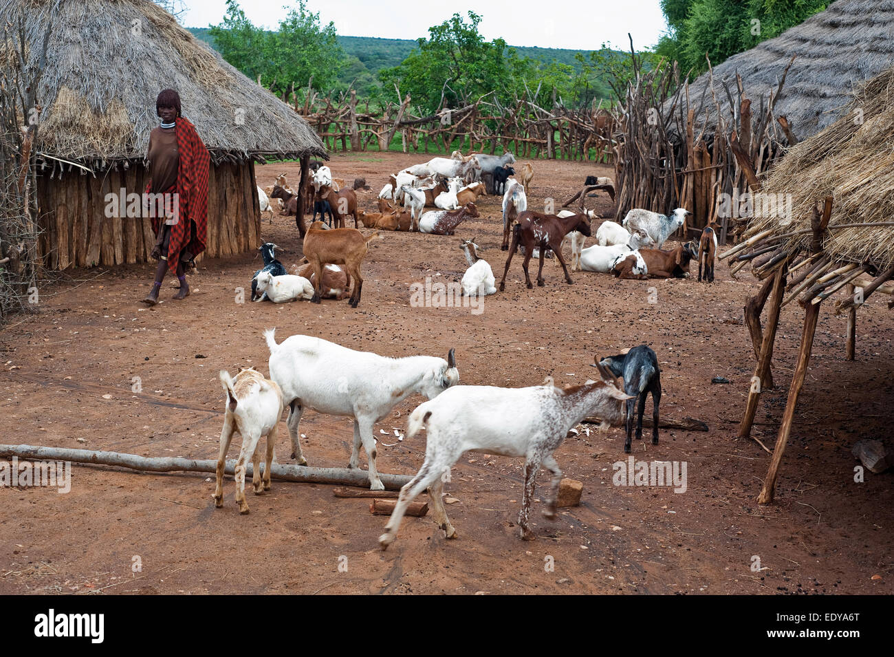 Woman from the Hamer tribe, goats belonging to her family, house ...