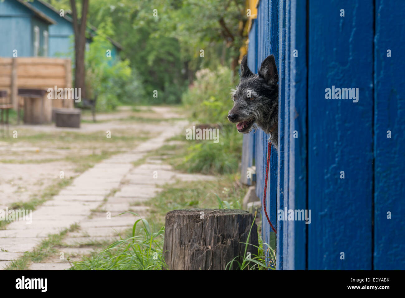 Blue green head hi-res stock photography and images - Alamy