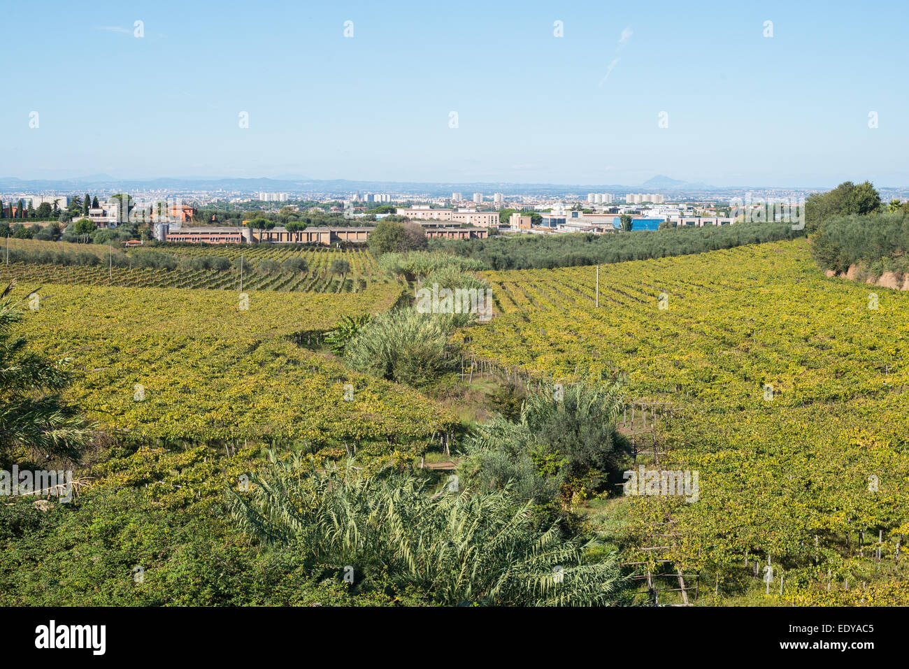 Wine italy vineyard hi-res stock photography and images - Alamy