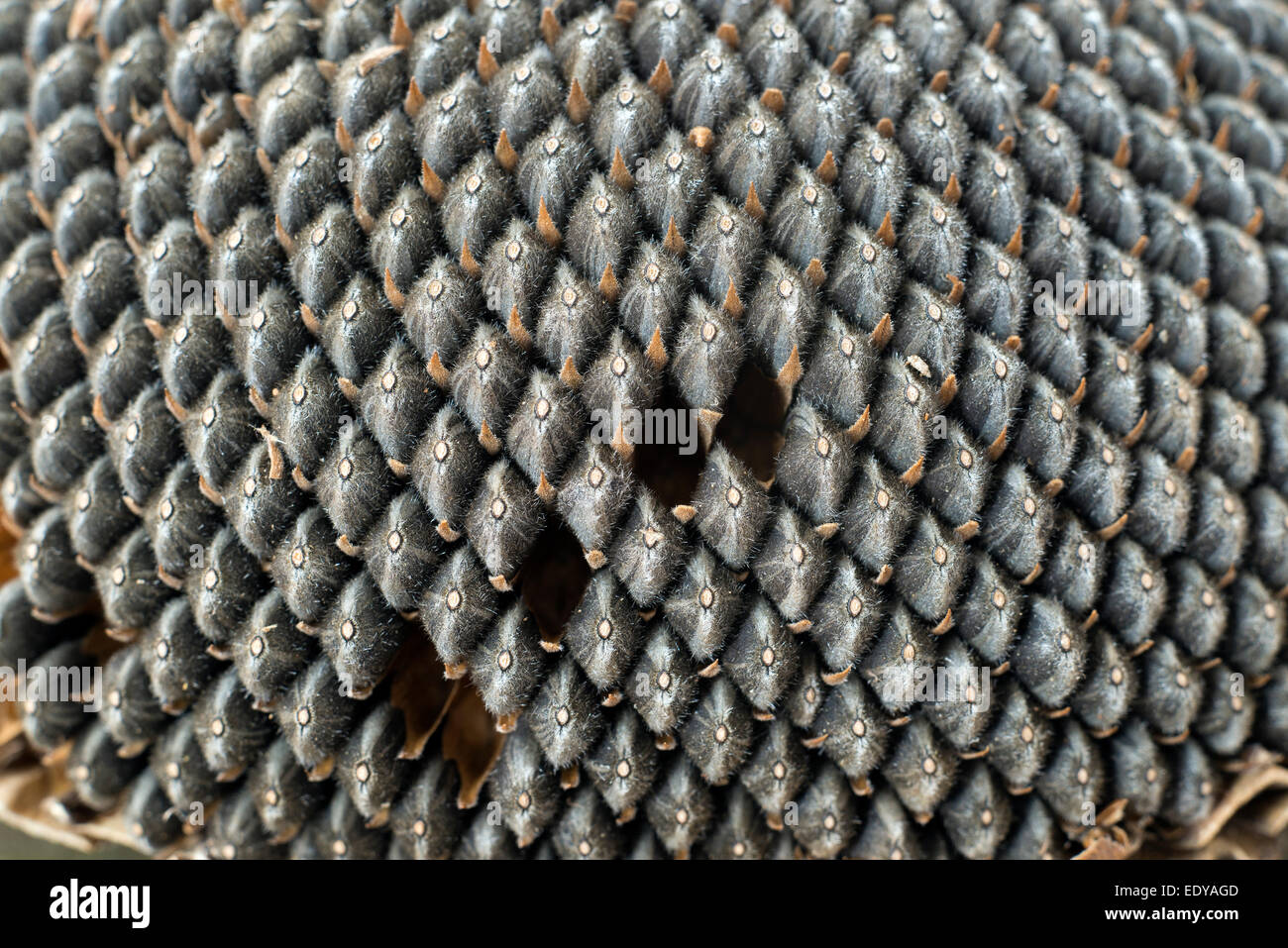 Closeup of Sunflower seeds Stock Photo - Alamy