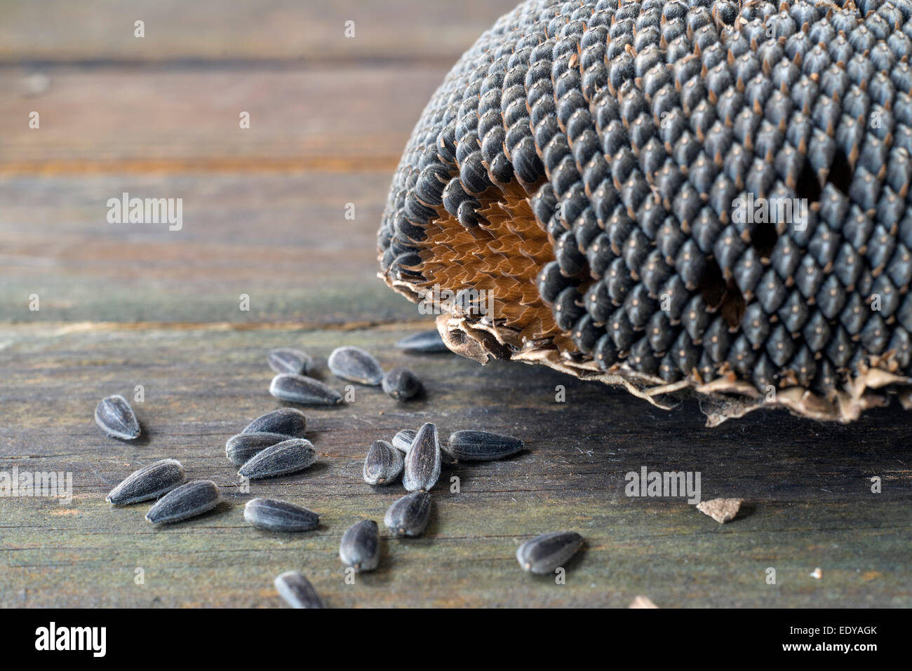 Old seed pod hi-res stock photography and images - Alamy