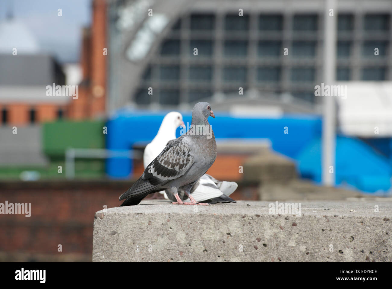 Manchester pigeon hi-res stock photography and images - Alamy