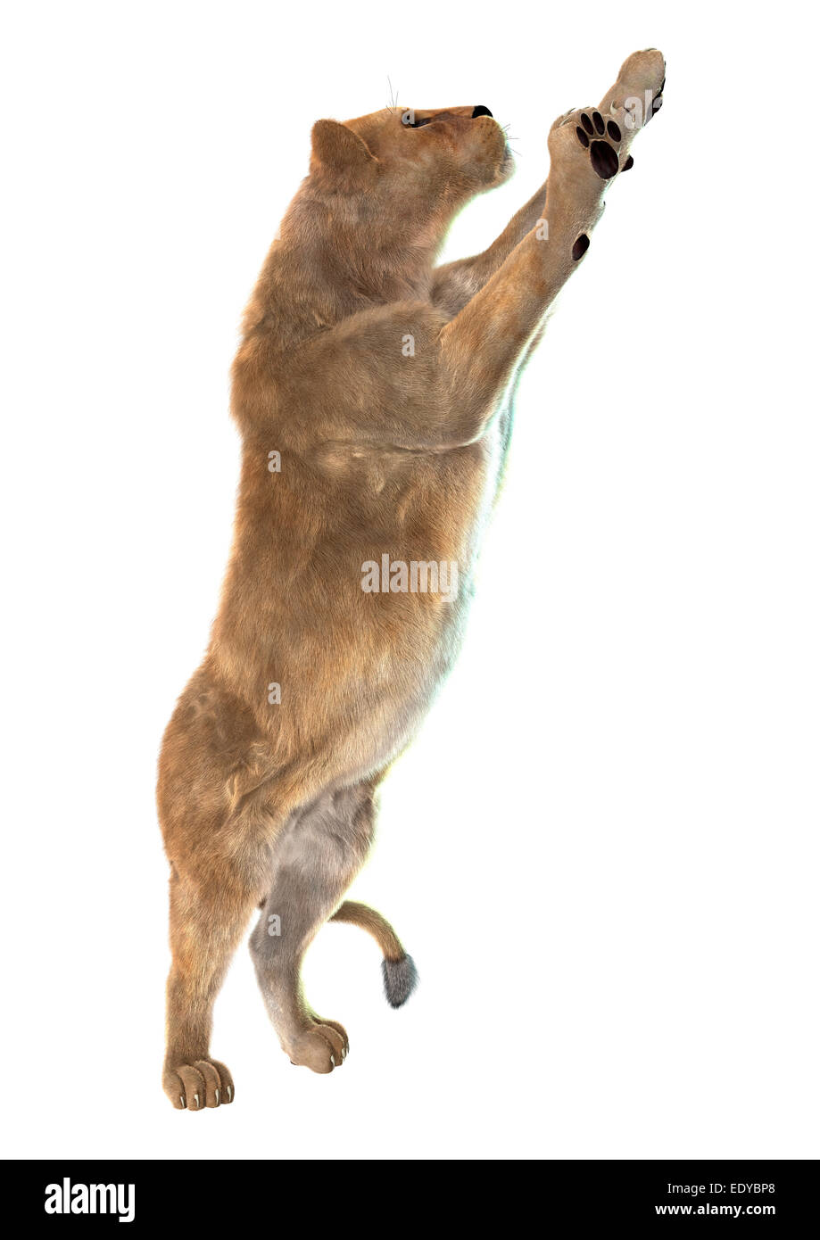 3D digital render of a standing lioness isolated on white background ...