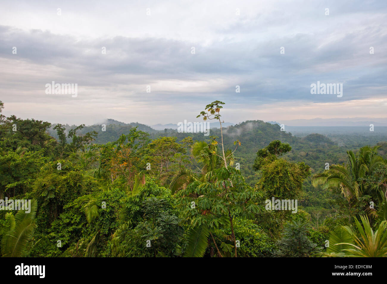 Copal tree lodge hi-res stock photography and images - Alamy