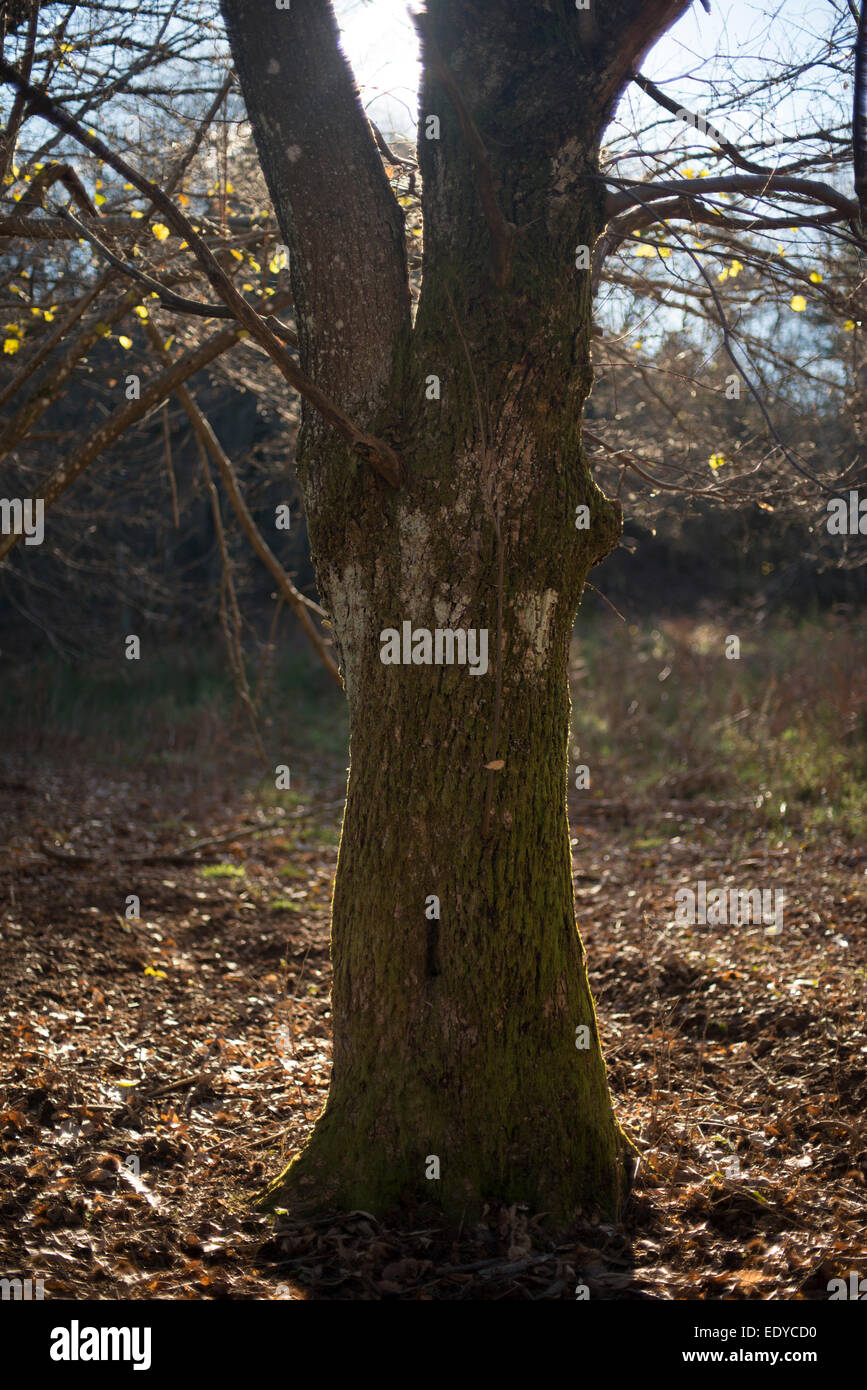 tree back light Stock Photo - Alamy