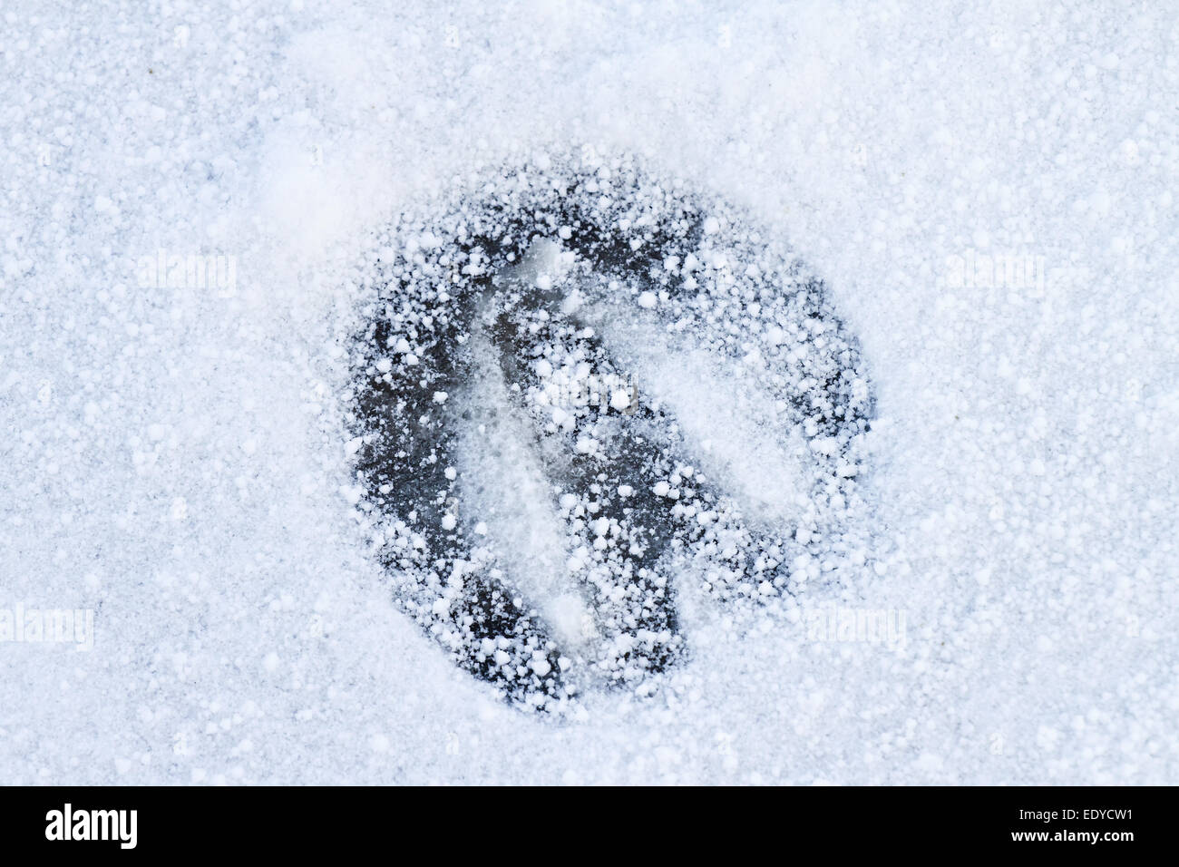 Horse Footprint