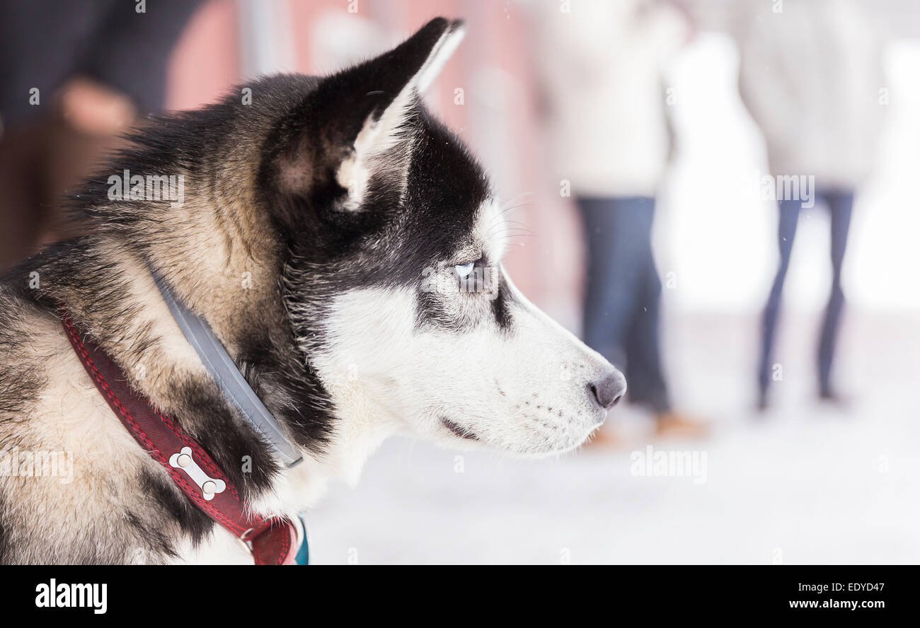 Husky people watching hi-res stock photography and images - Alamy