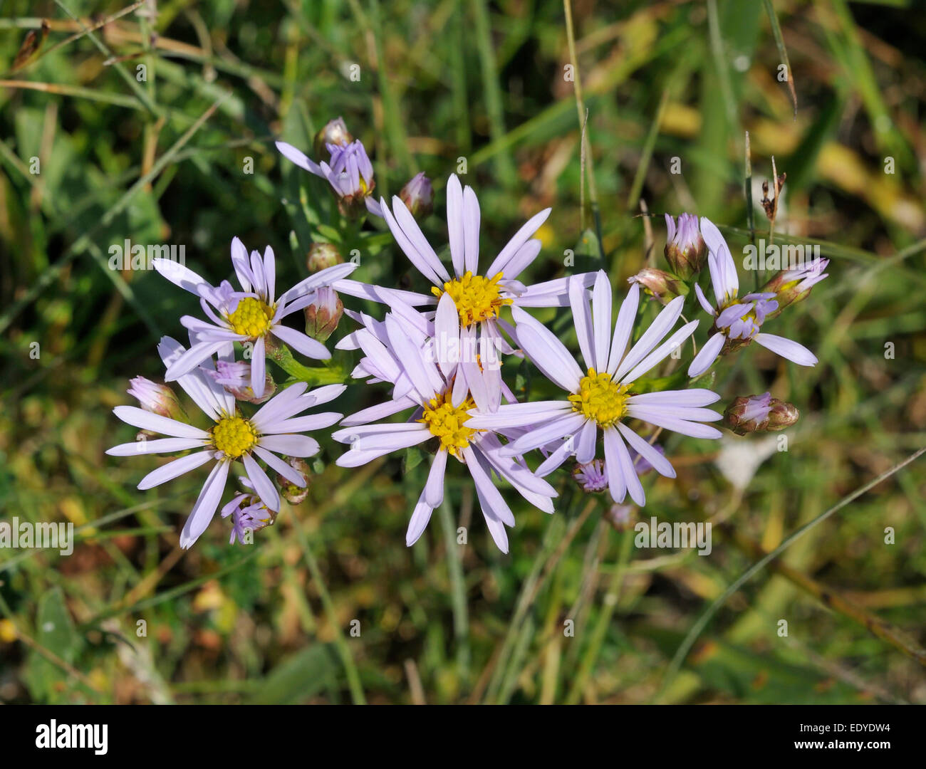 Sea Aster - Aster tripolium Salt Marsh Flower Stock Photo - Alamy