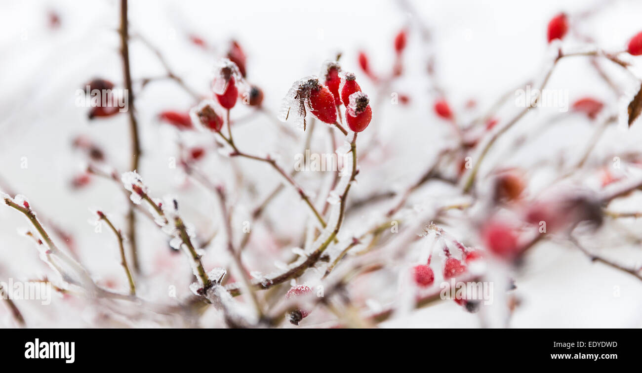 briar and snow Stock Photo - Alamy