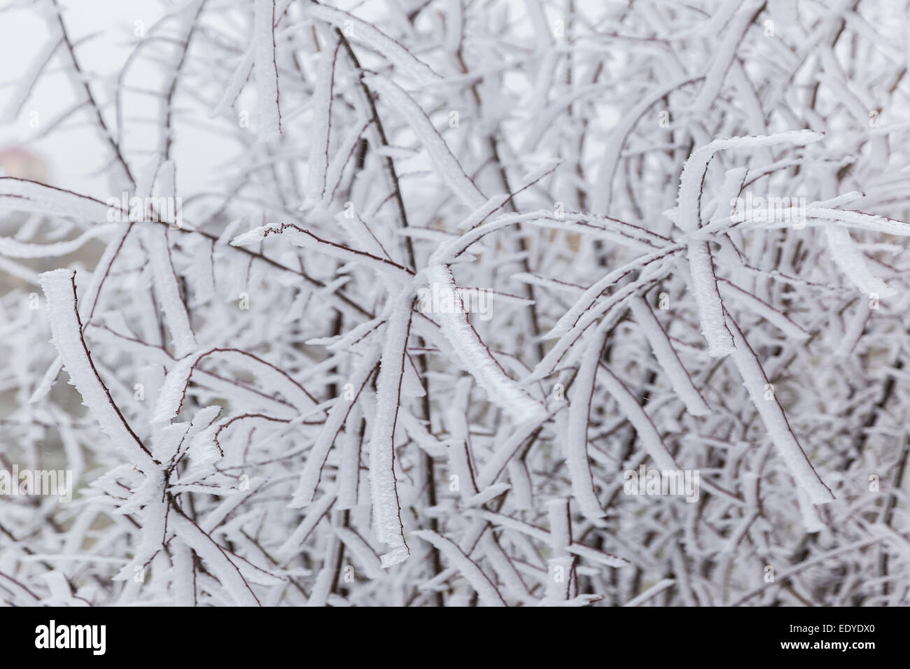 stilled tree branch Stock Photo - Alamy