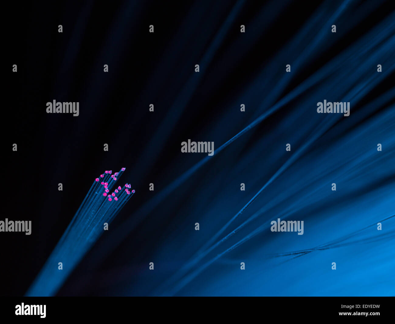 macro of fiber optic threads with pink endings on defocused background ...