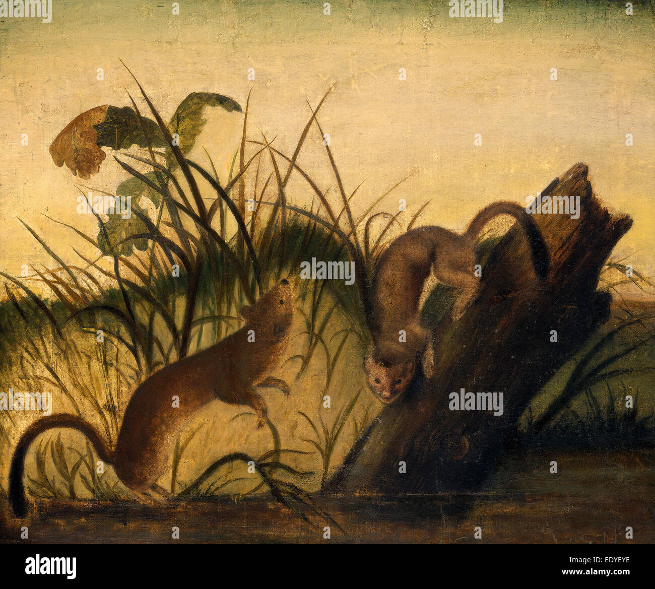 Studio of John James Audubon, Long-Tailed Weasel, c. 1845, oil on ...