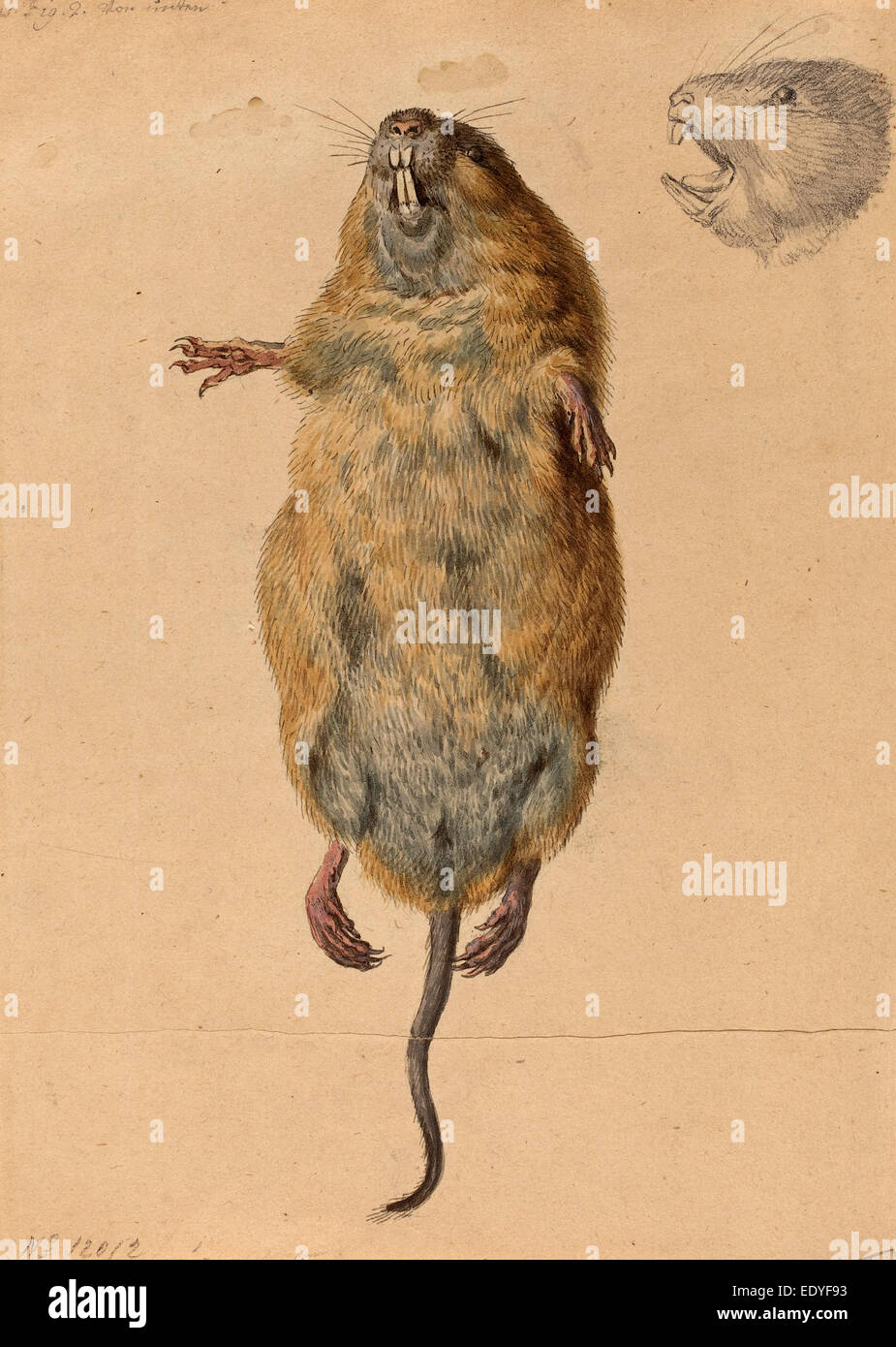 Swiss mouse hi-res stock photography and images - Alamy