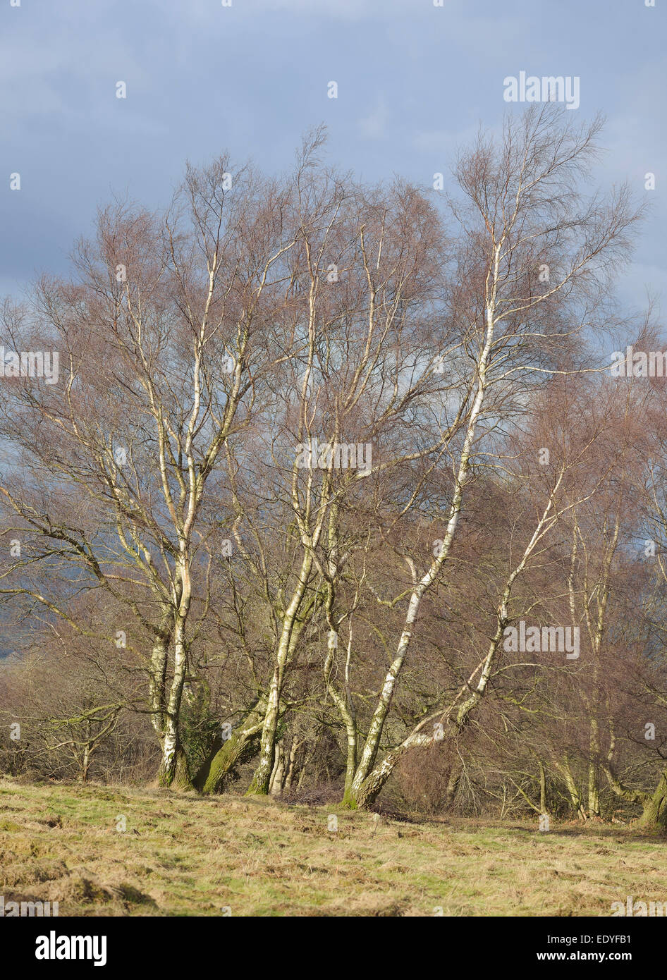 Silver birch trees winter hi-res stock photography and images - Alamy