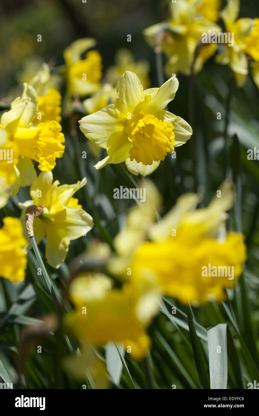 Daffodils in sunshine hi-res stock photography and images - Alamy