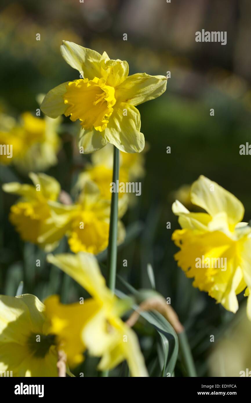 Daffodils in the sun hi-res stock photography and images - Alamy
