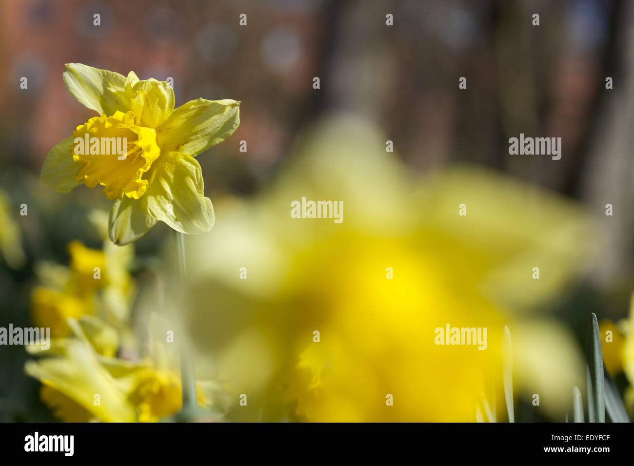 shot of daffodils in the sunshine Stock Photo - Alamy