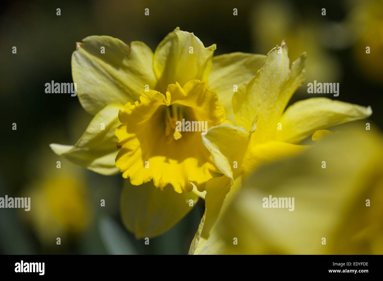 shot of daffodils in the sunshine Stock Photo - Alamy
