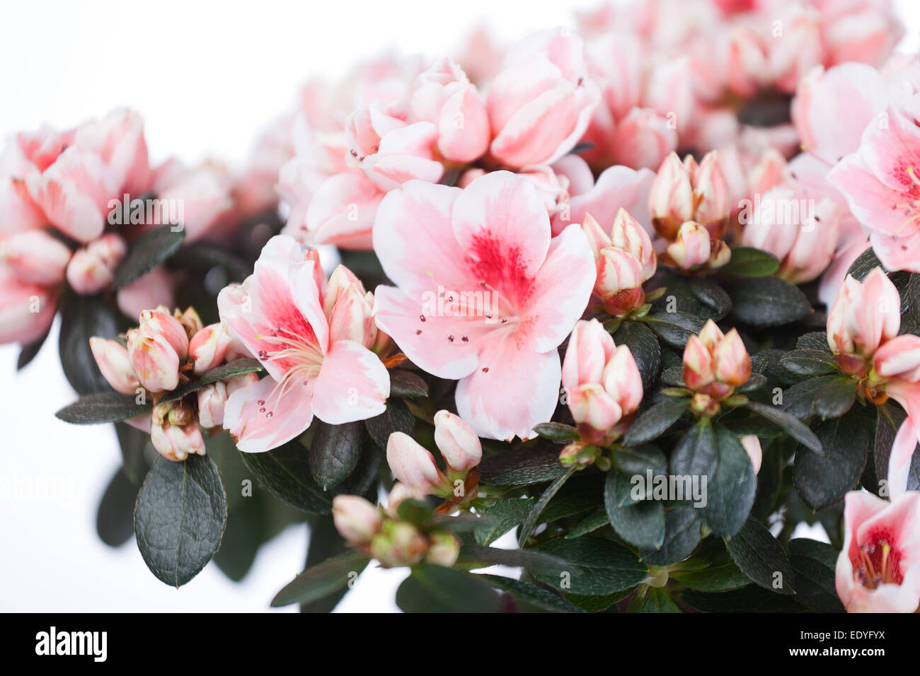 Blossoming cream-white azalea close up Stock Photo - Alamy