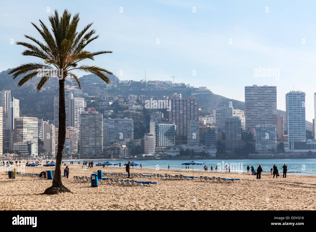 Beach scene in Benidorm, Spain with single palm tree on beach and tower ...