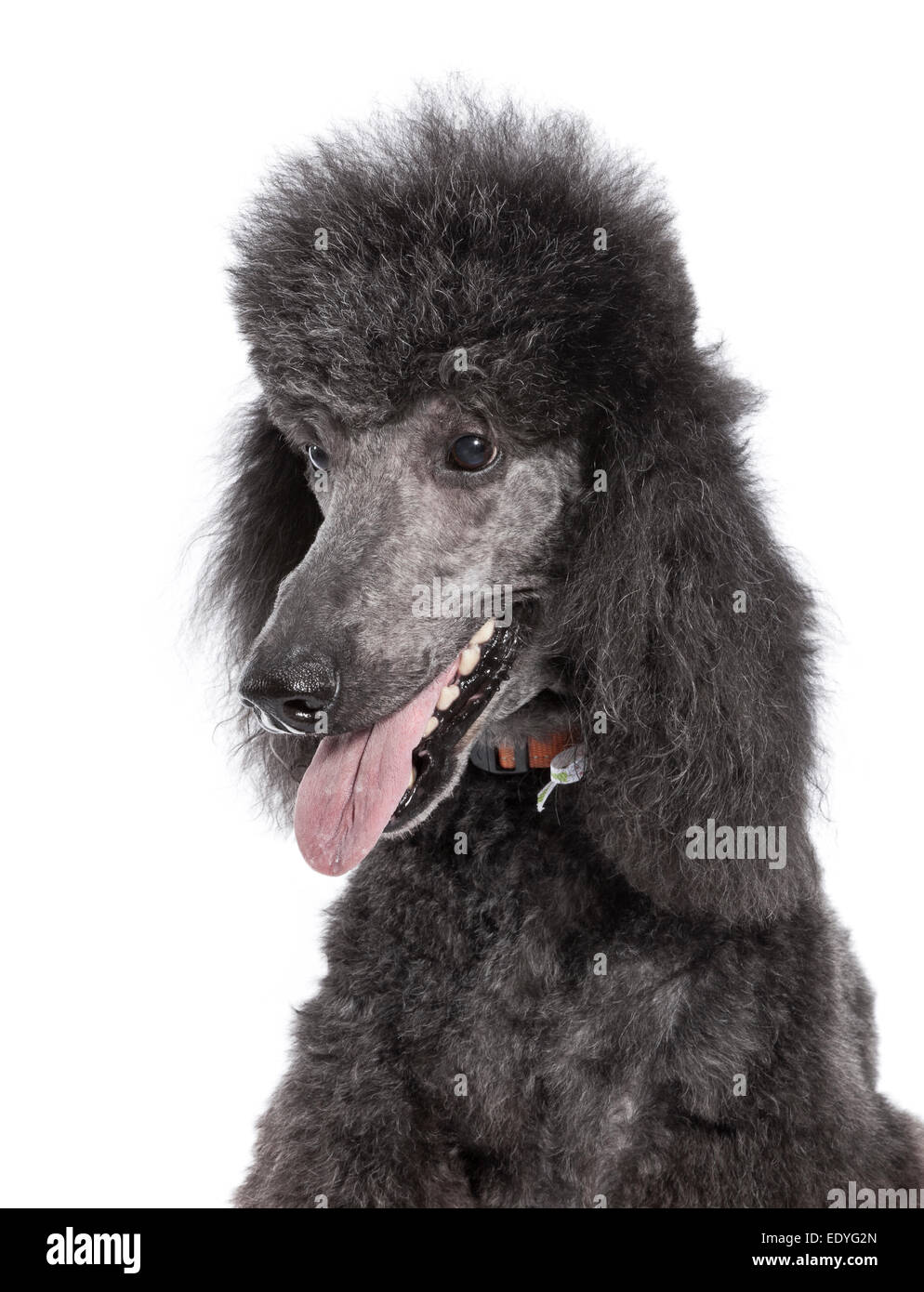 Standard Blue Poodle aged 9 years Stock Photo - Alamy