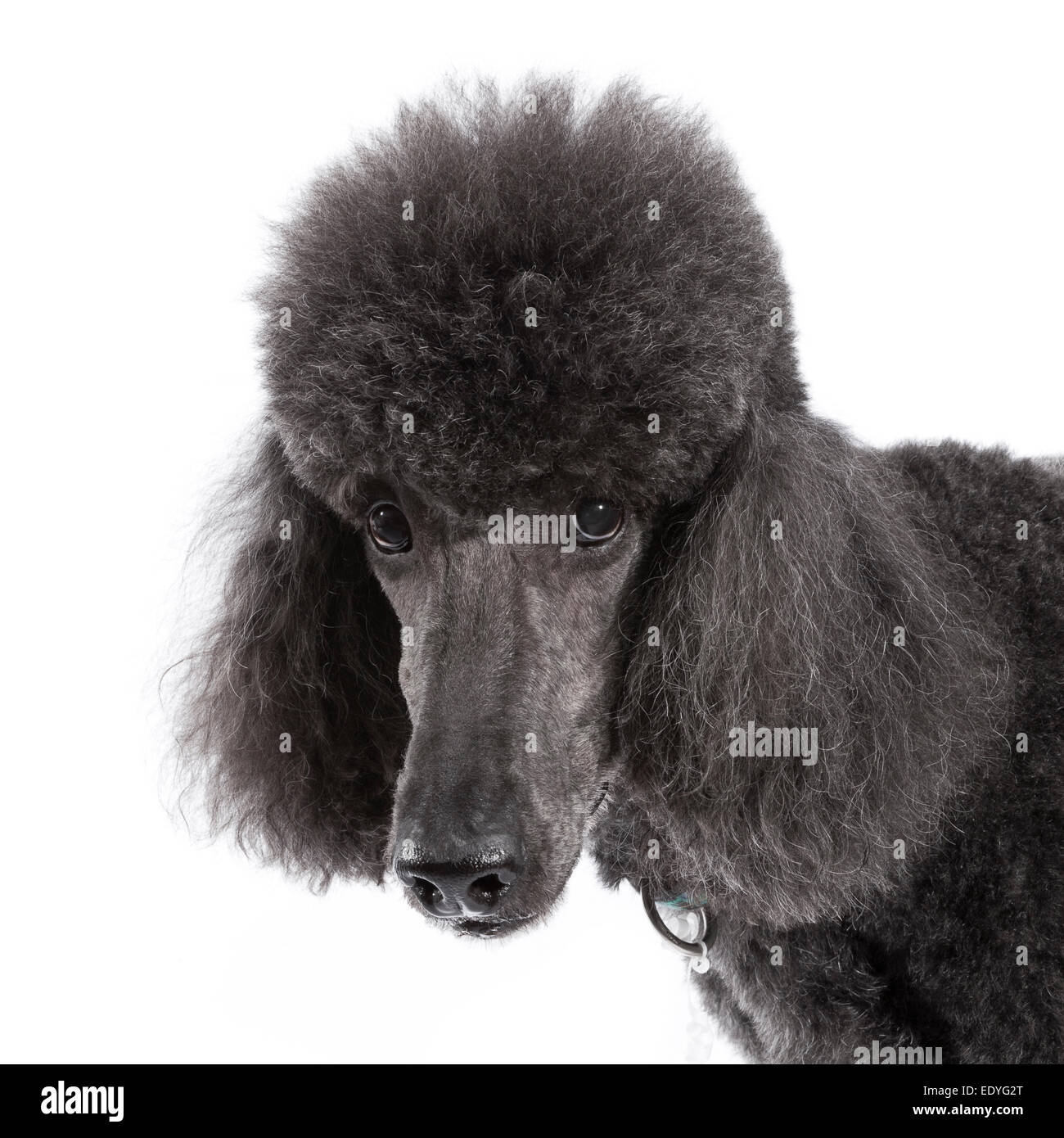 Blue poodle hi-res stock photography and images - Alamy
