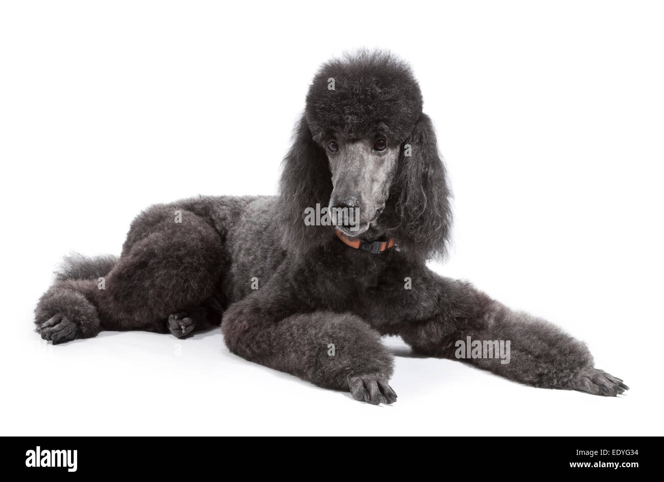 Blue poodle hi-res stock photography and images - Alamy