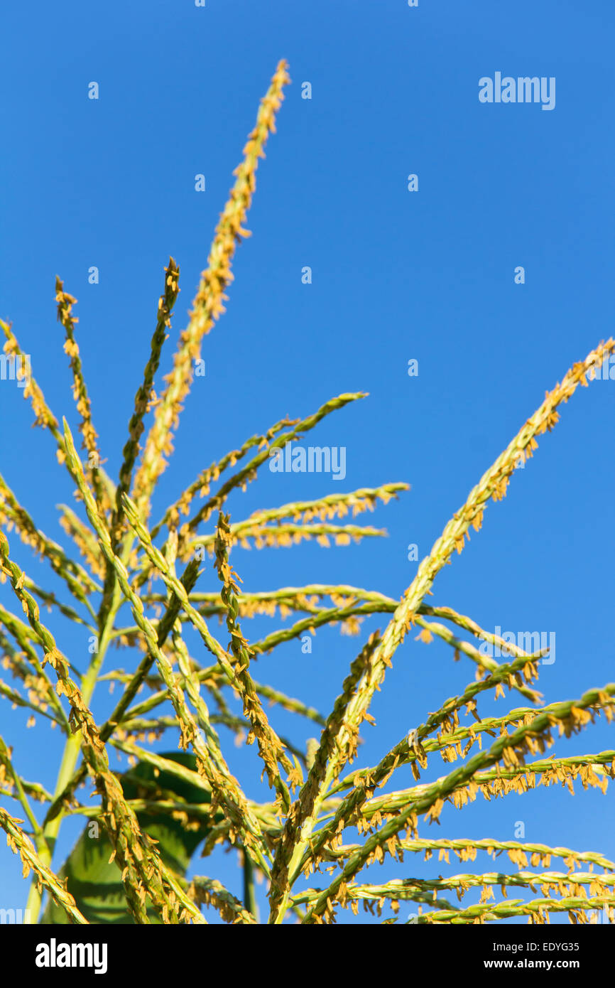Rice fields with blue sky background Stock Photo - Alamy