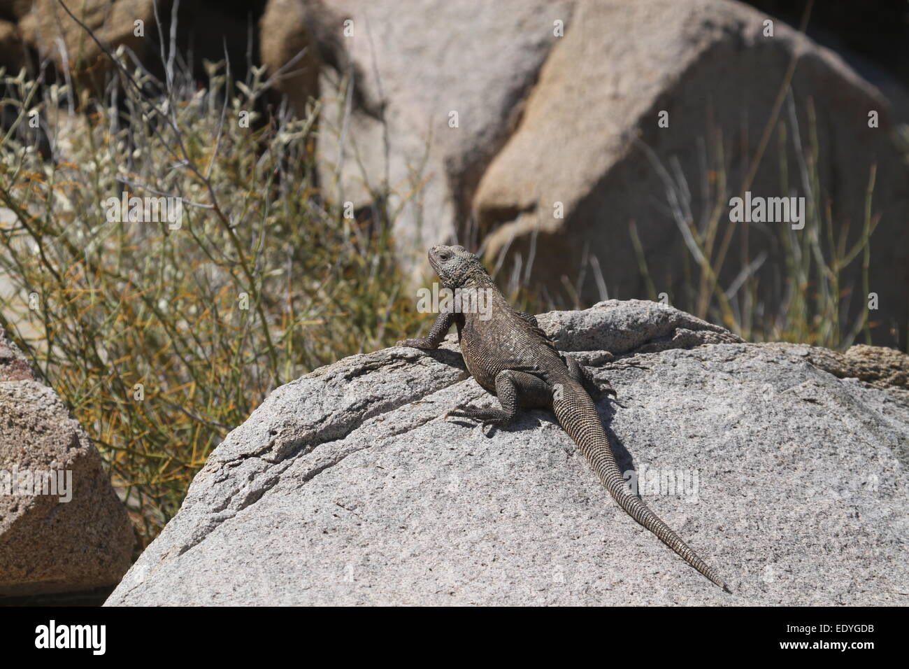 Lizard on Rock Baja California Mexico Stock Photo - Alamy