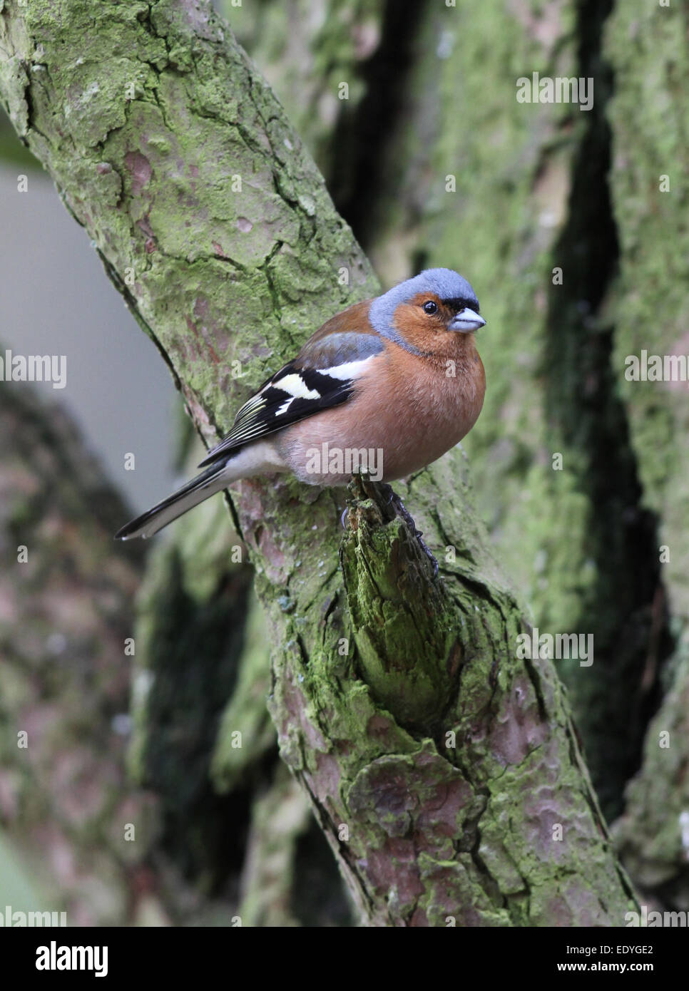 Male Chaffinch on tree branch UK Stock Photo - Alamy