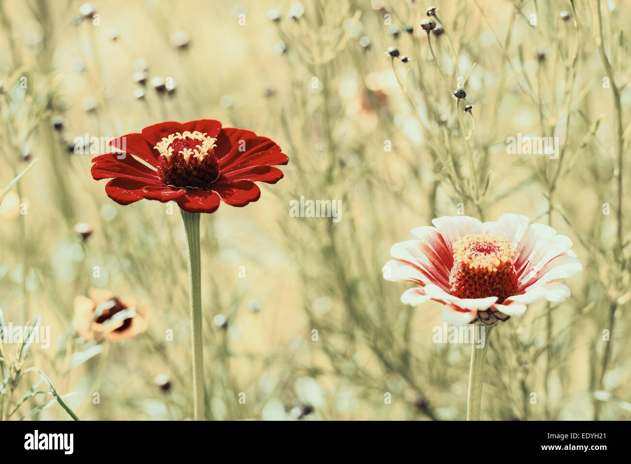 Retro Photo Of Zinnia Or Youth-And-Old-Age Flowers In Garden Stock ...