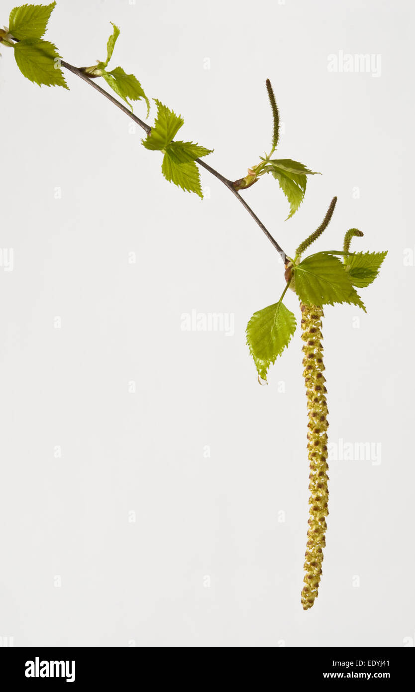 This is a branch of a birch in its spring garment. Male flowers and ...