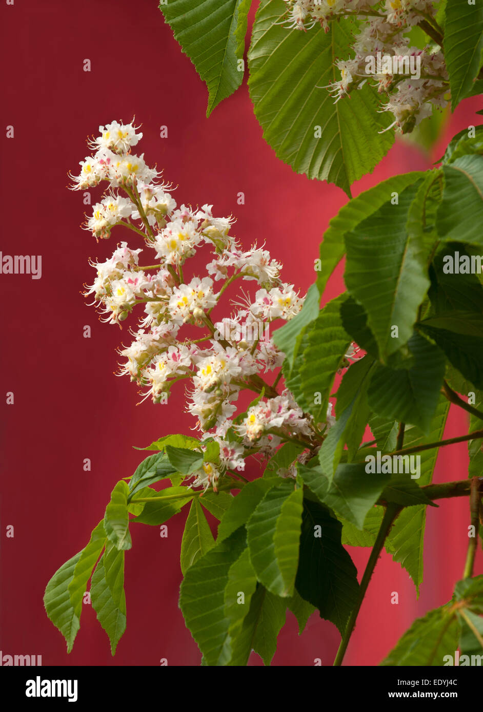This is a close-up of blooming chestnut tree flowers. White flowers are ...