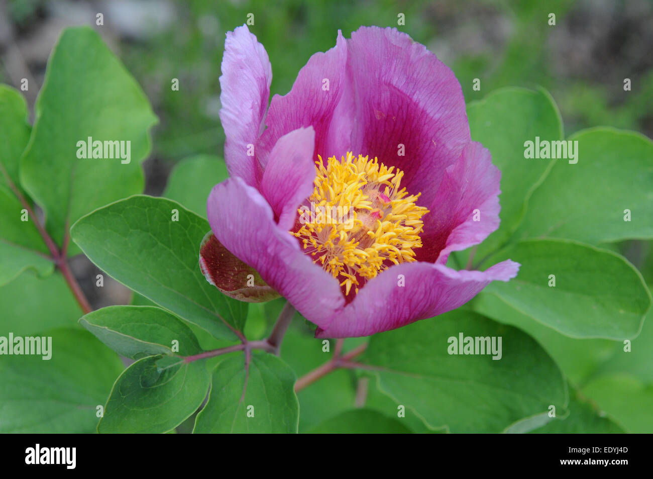 This is a close-up of wild pink peony. This flowers growth in south ...