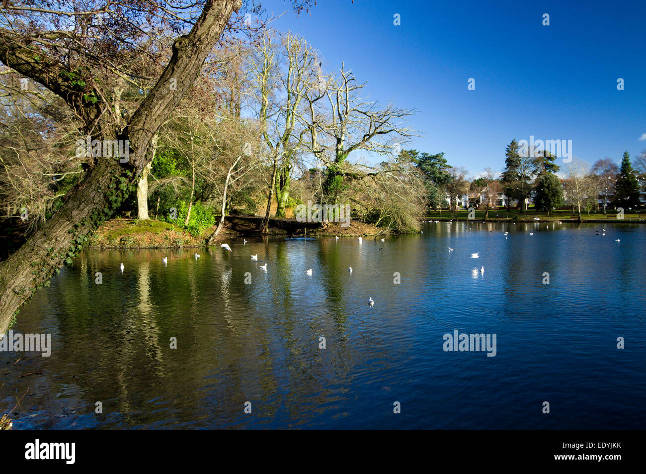 Roath Park Lake, Cardiff, South Wales, UK Stock Photo - Alamy