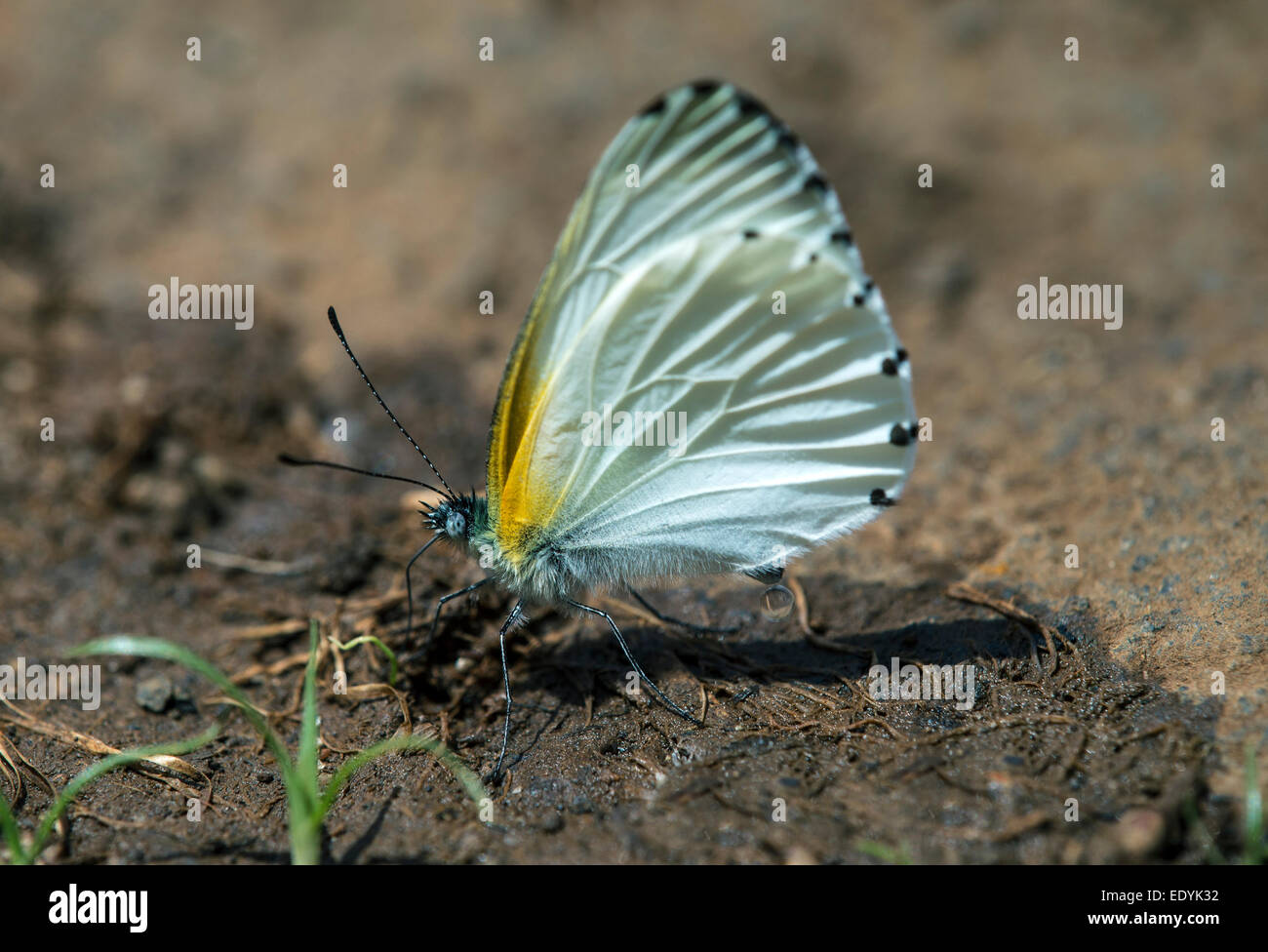 Mylothris-species butterfly (Mylothris sp) drinking mineral-containing ...
