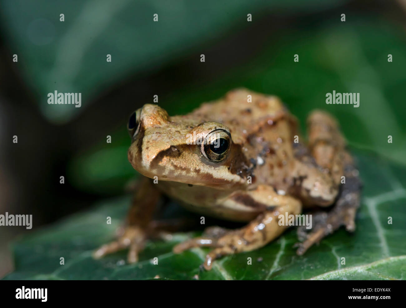 Common Frog or European Frog (Rana temporaria), Styria, Austria Stock ...