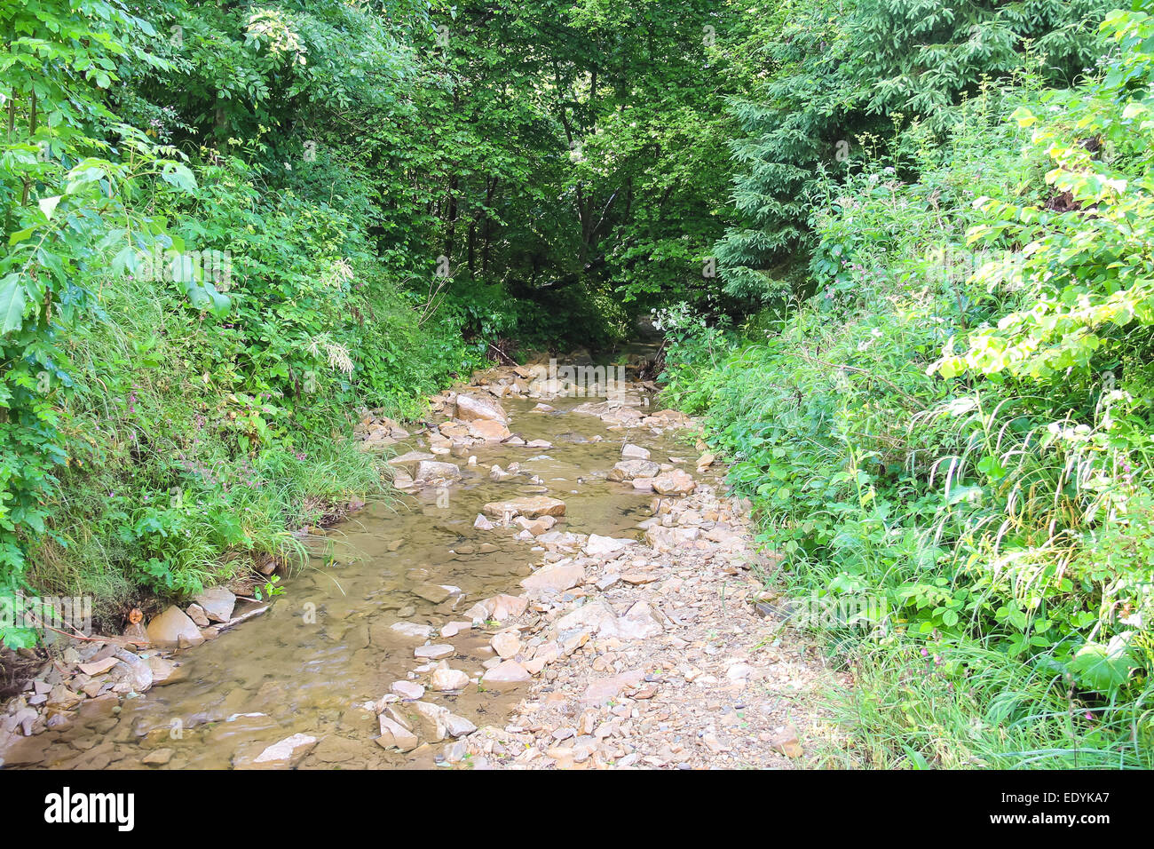 Stream creek water flow flowing day sunny sunshine nature grass hi-res ...