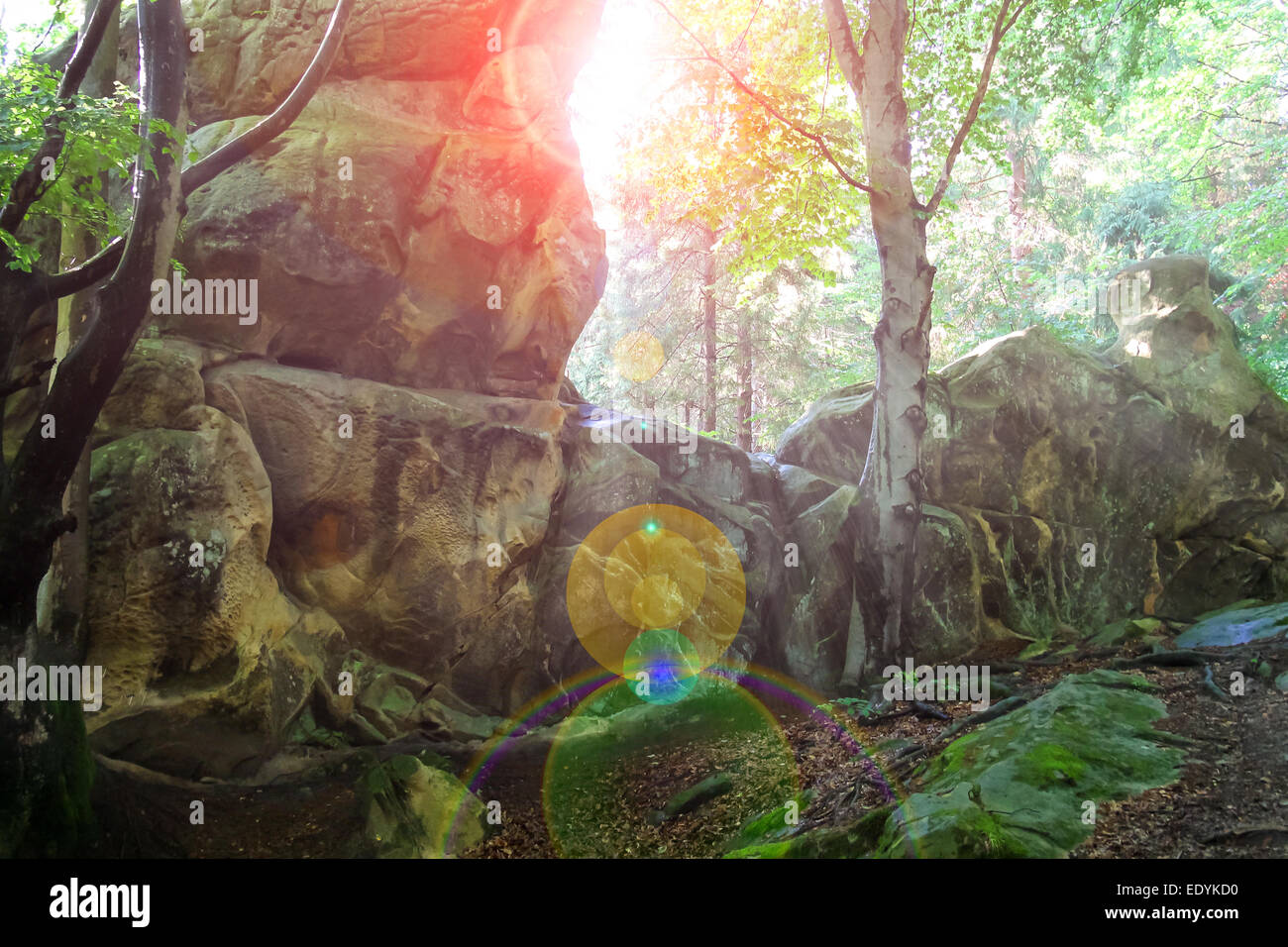 Wood thicket hi-res stock photography and images - Alamy