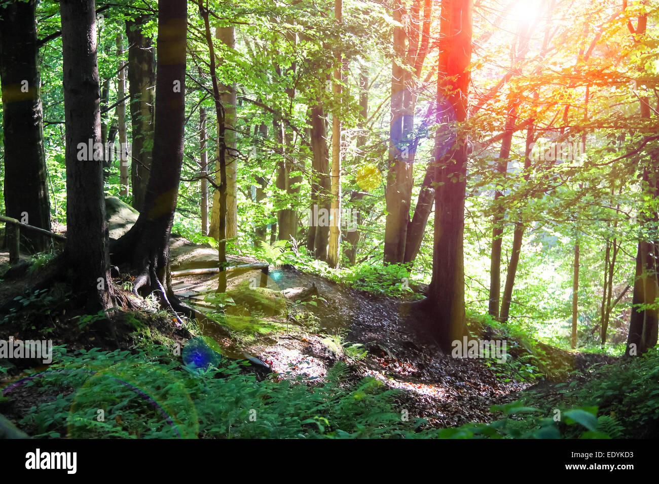 The sun's rays in a summer wood thicket Stock Photo - Alamy