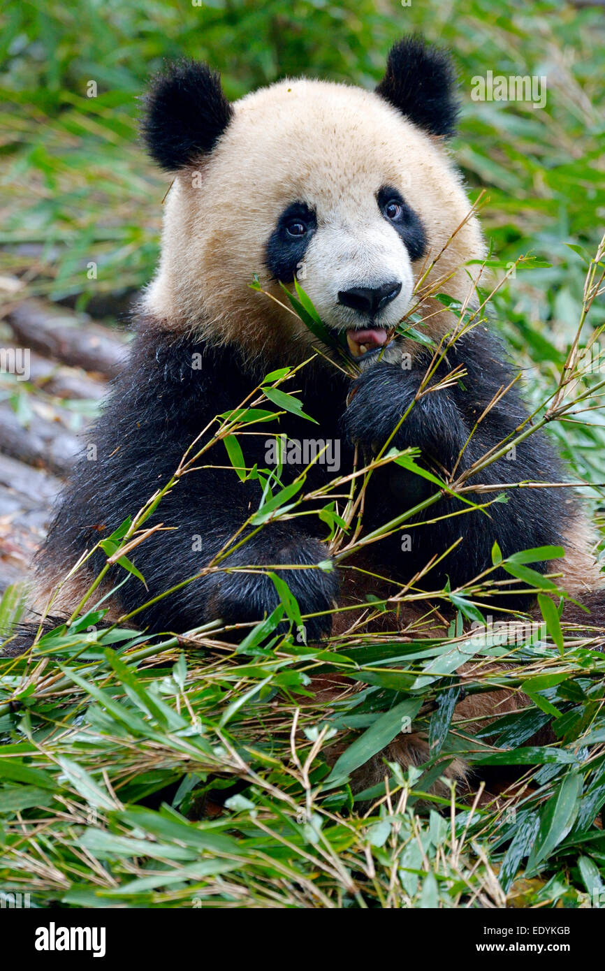 Giant Panda (Ailuropoda melanoleuca) feeding on bamboo leaves, captive ...