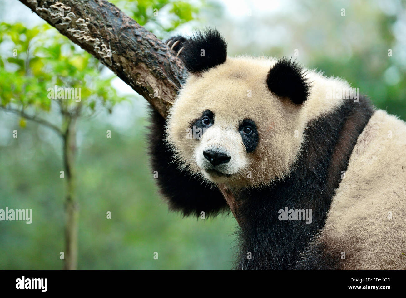 Giant Panda (Ailuropoda melanoleuca) perched on a tree, captive ...
