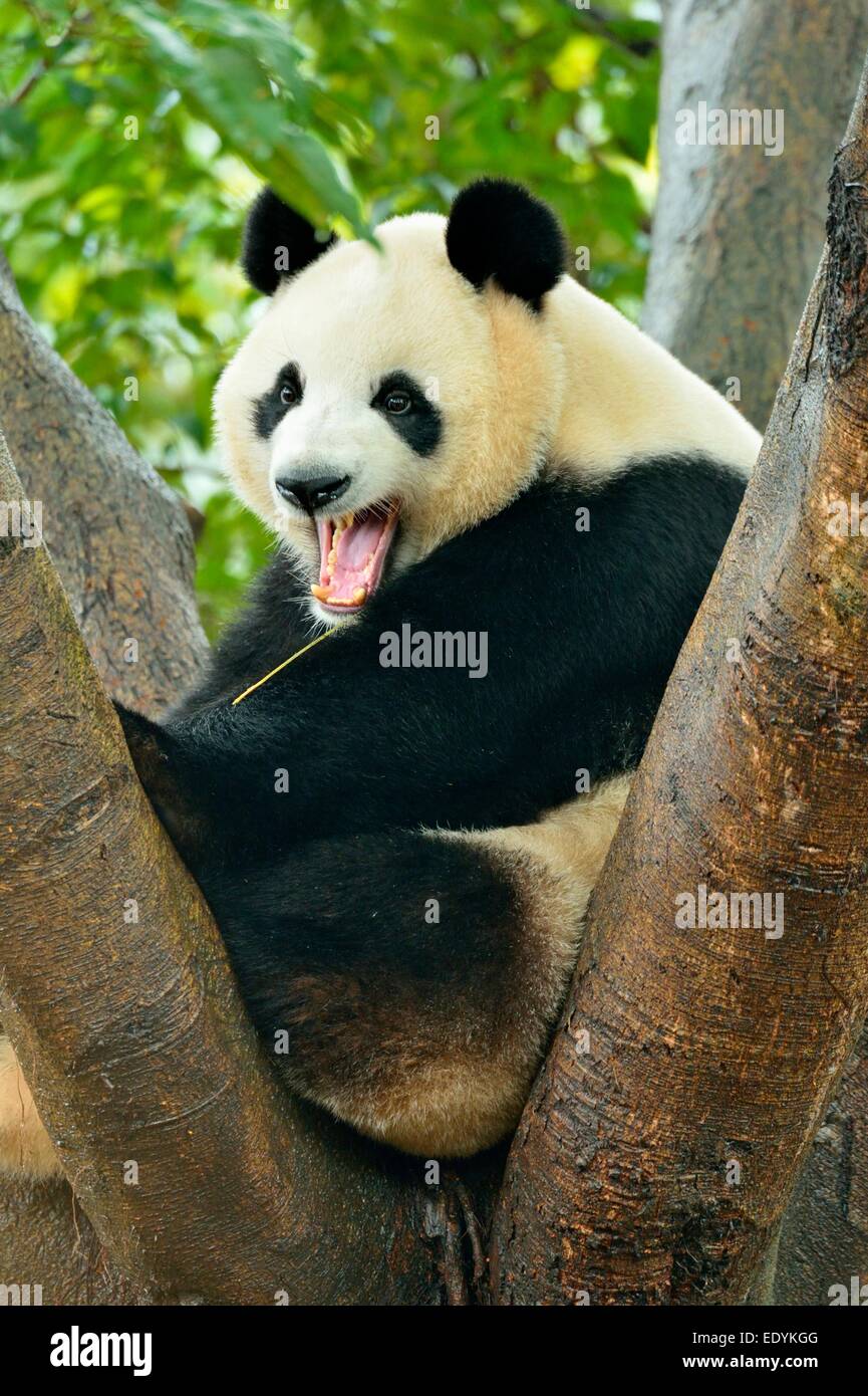 Giant Panda (Ailuropoda melanoleuca) perched on a tree, captive ...