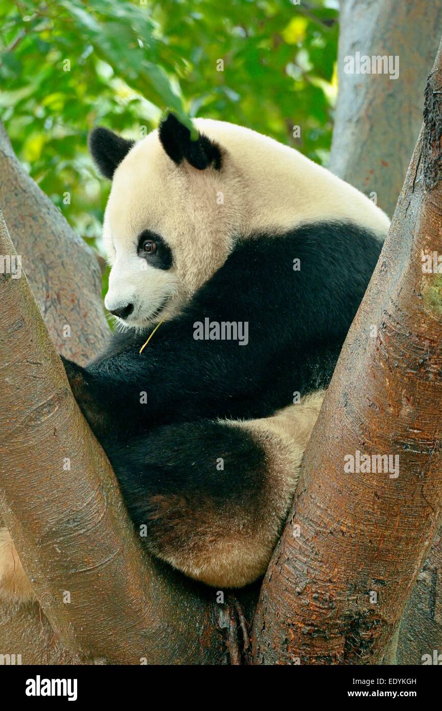 Giant Panda (Ailuropoda melanoleuca) perched on a tree, captive ...