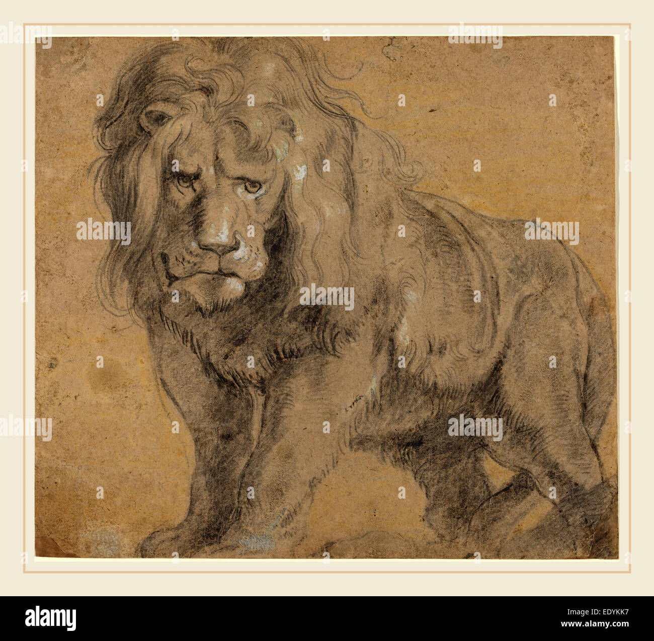 Sir Peter Paul Rubens, Flemish (1577-1640), Lion, c. 1612-1613, black ...