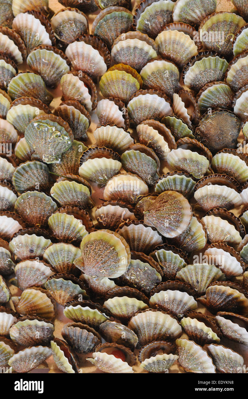 These are pattern of mussels. Such mussels are suggested as a souvenir ...