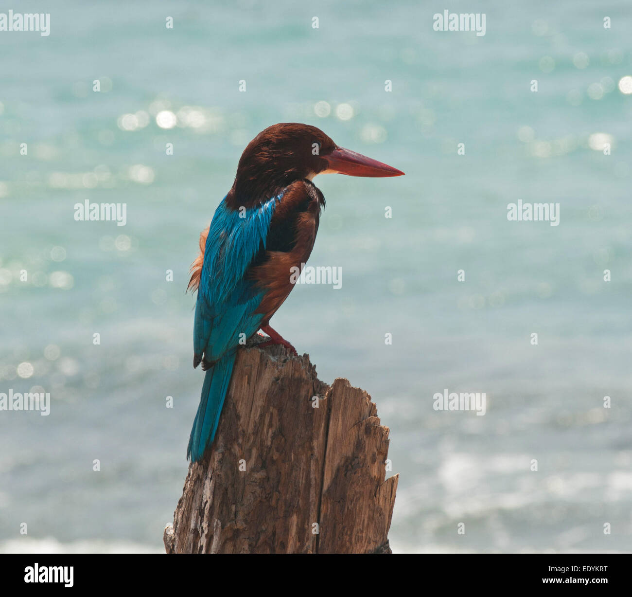 Bright bird is situated against the blue water background Stock Photo ...