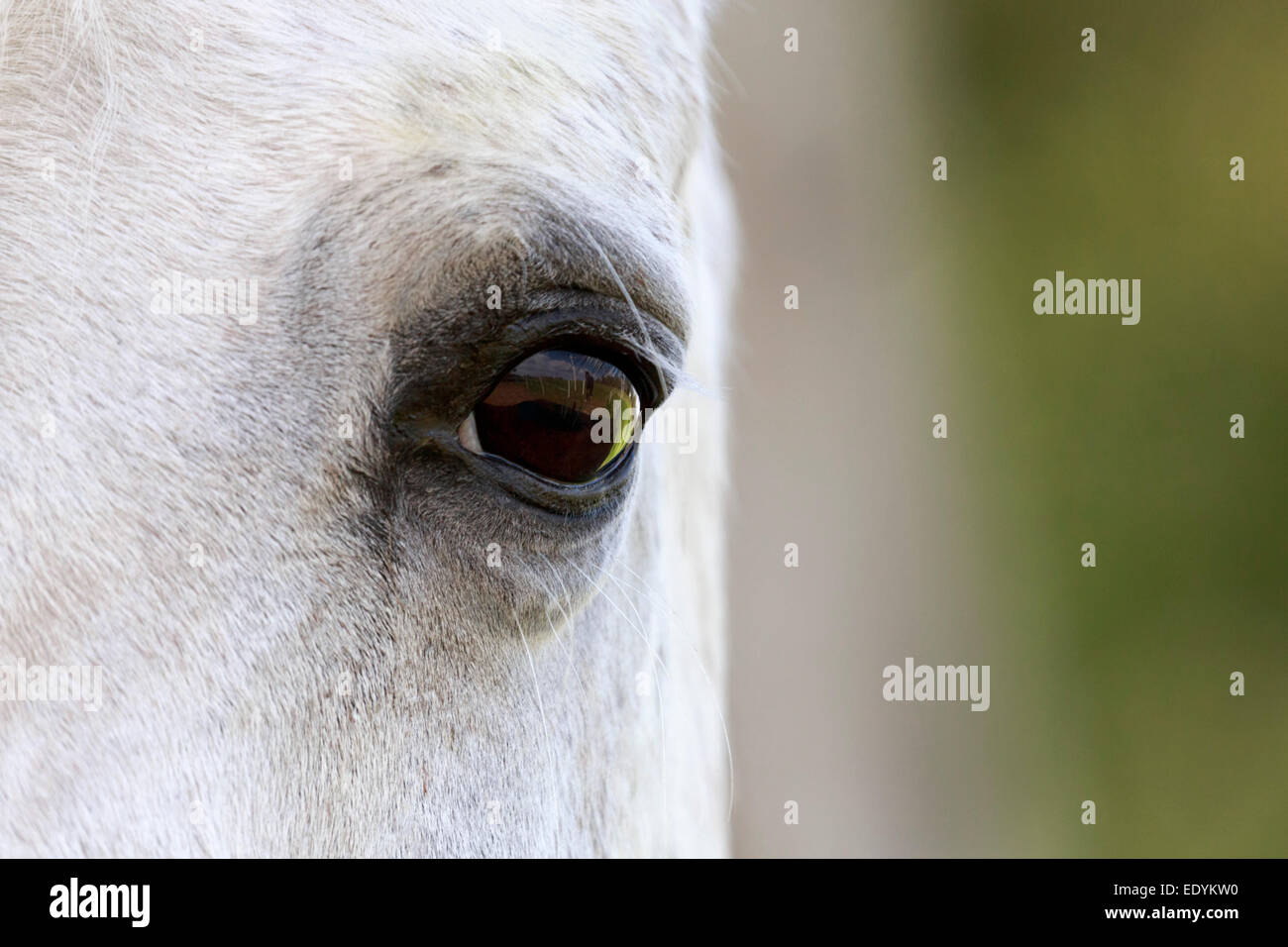 White mare horse hi-res stock photography and images - Alamy